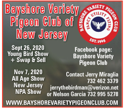 Pigeons For Sale | Pigeon Classified Ads | Show Pigeons | Fancy Pigeons ...