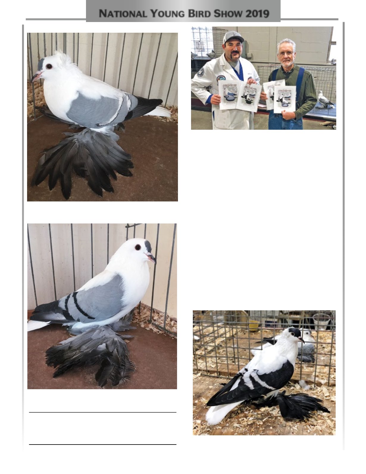 Purebred Pigeon November/December 2019