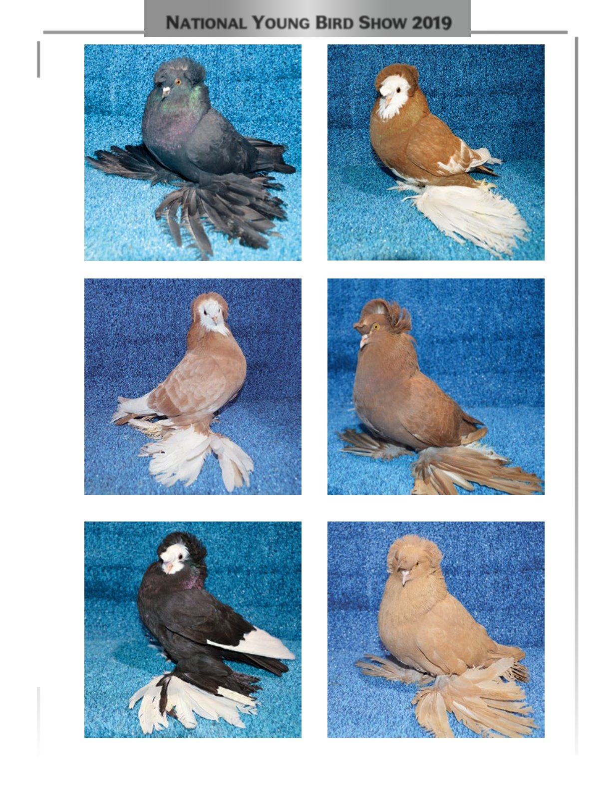 Purebred Pigeon November/December 2019